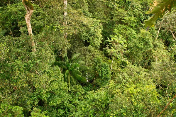 Cuenca Amazónica, Perú, América del Sur 2024