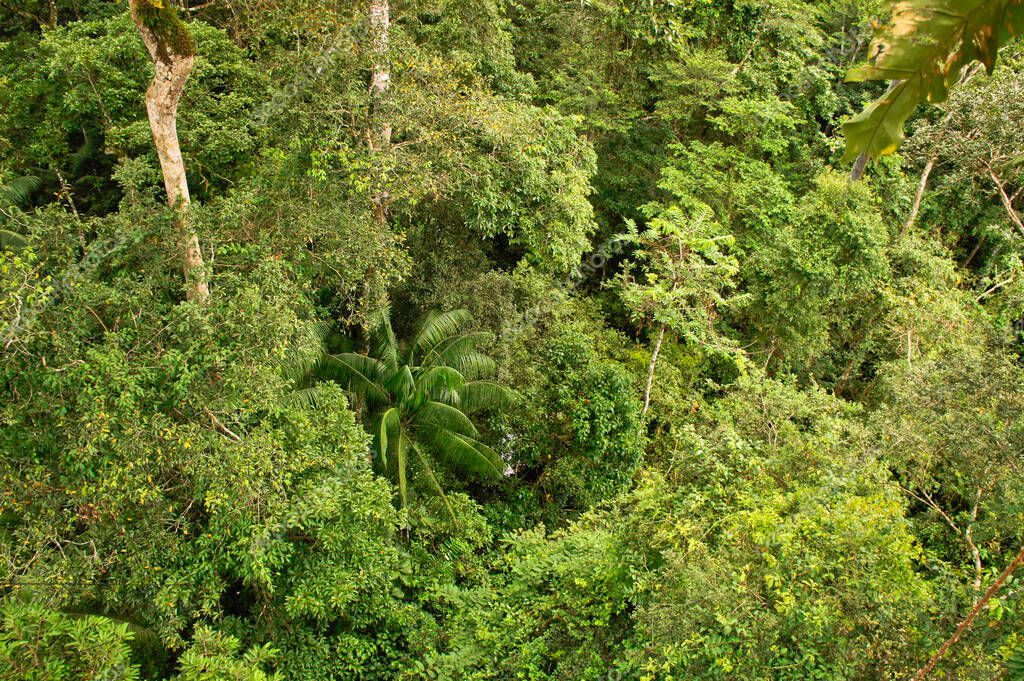Cuenca Amazónica, Perú, América del Sur 2024