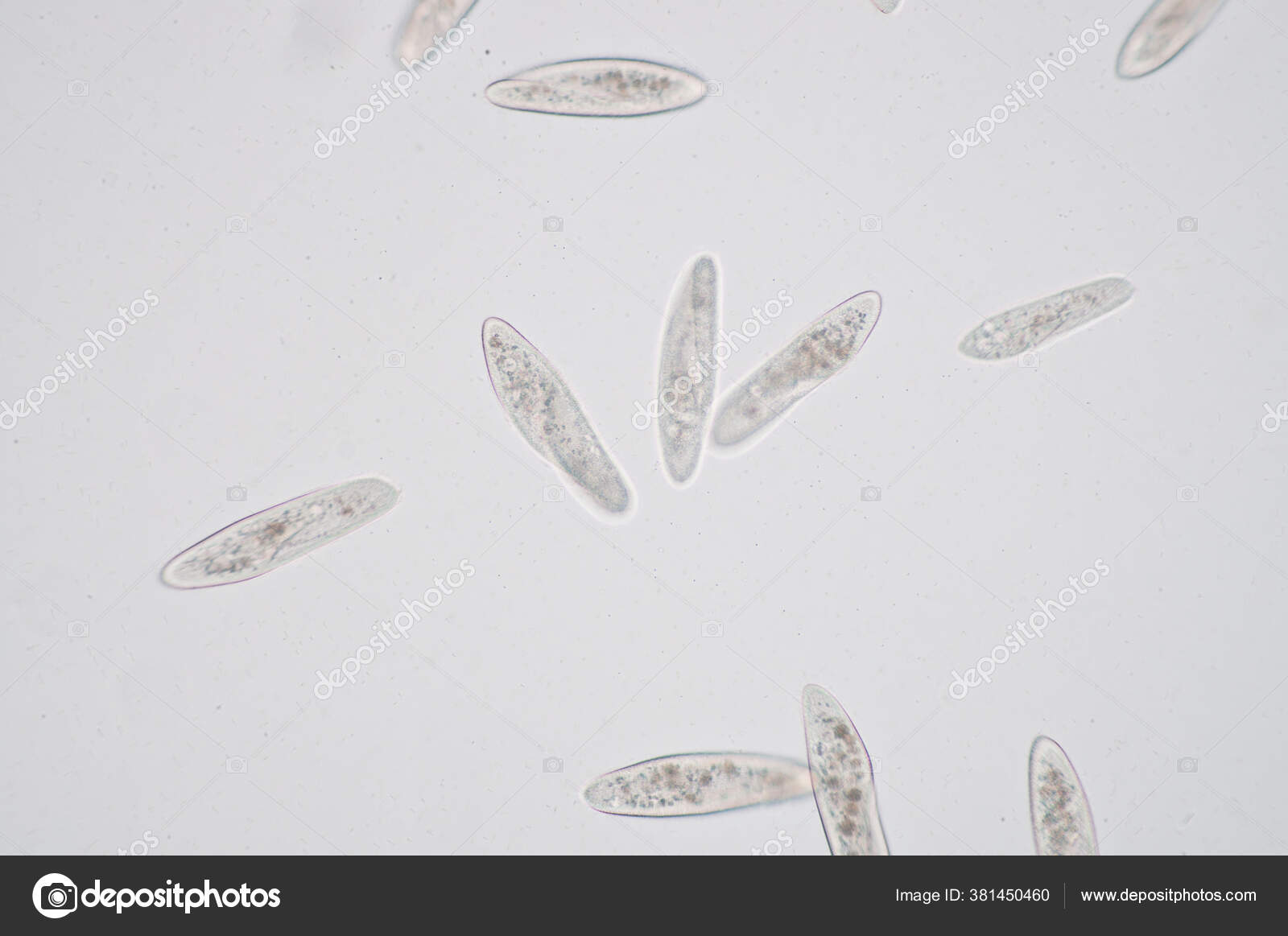 Paramecium Genus Unicellular Ciliated Protozoa Paramecia Widespread ...
