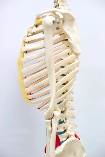 Human ribs and spine skeleton model for physiology in anatomy ...