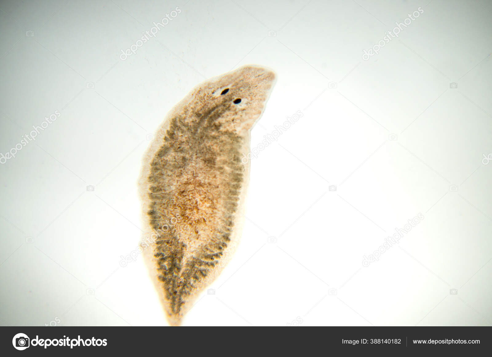 Planaria Under Microscope