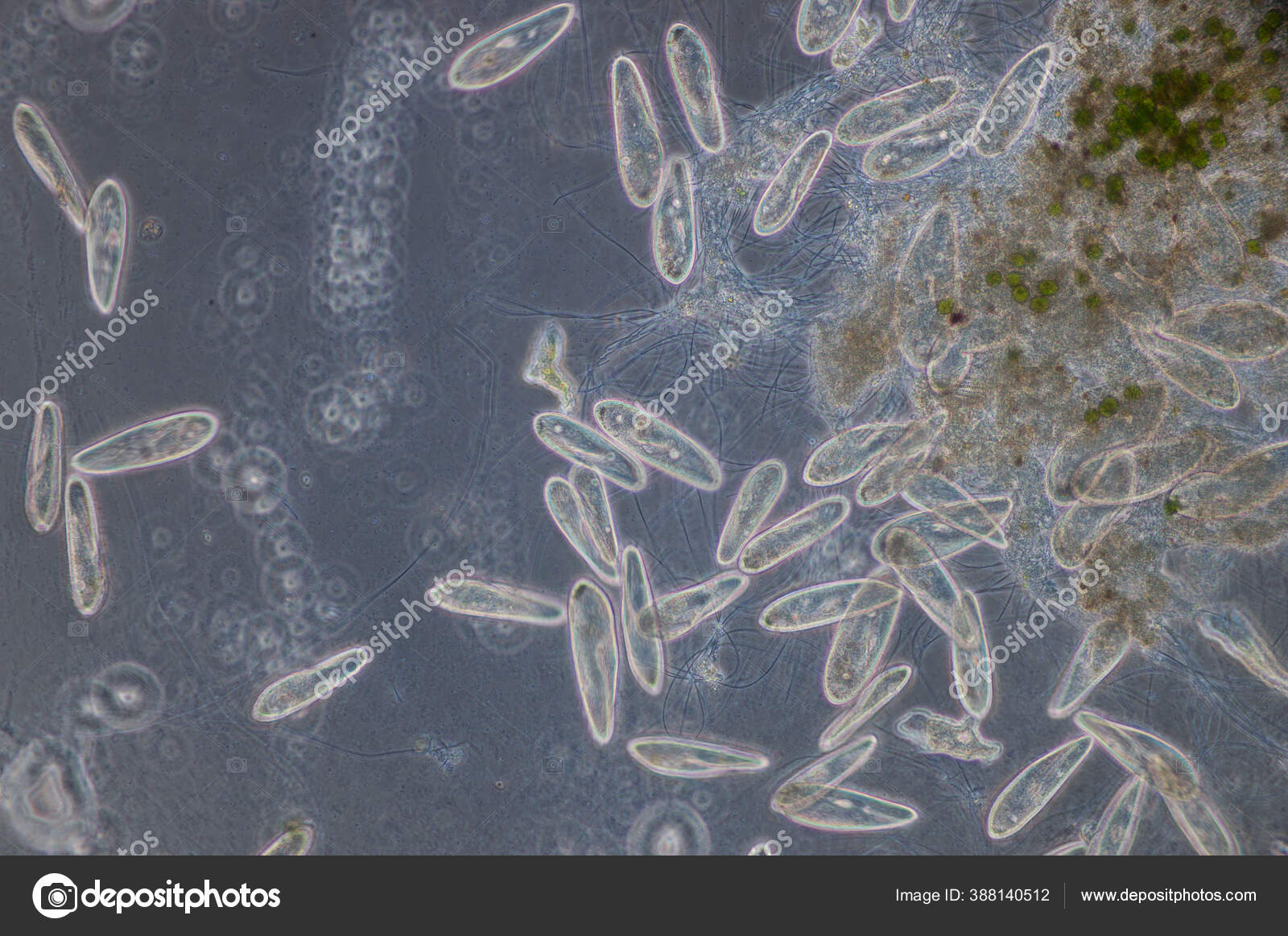 Paramecium Genus Unicellular Ciliated Protozoa Paramecia Widespread ...