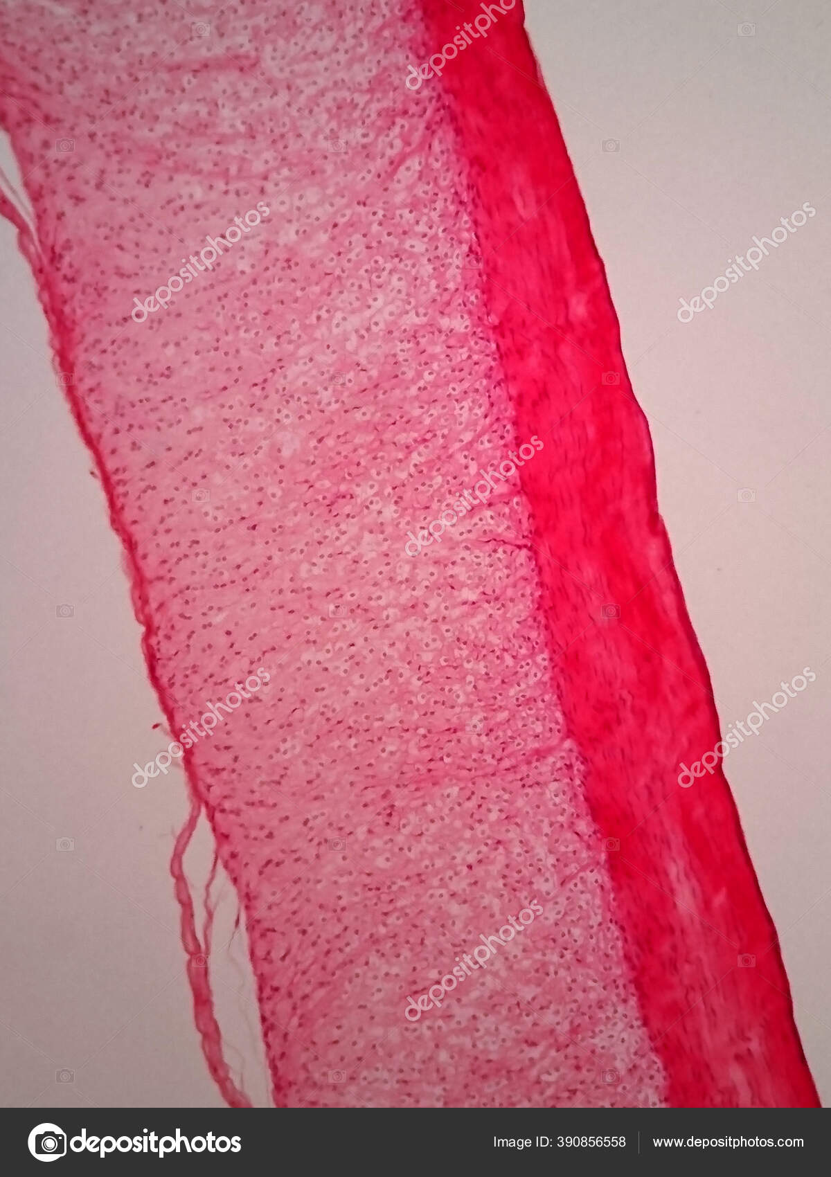 Cross Section Human Tendon Microscope View — Stock Photo © tonaquatic19 ...