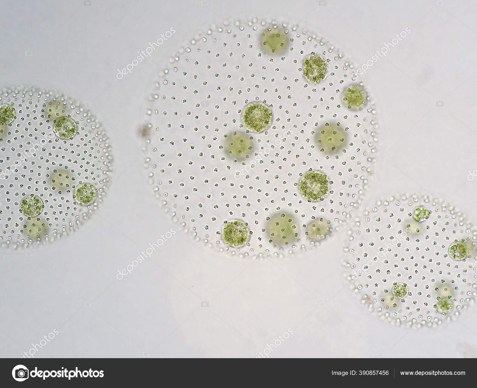 Volvox Under Microscope 10x