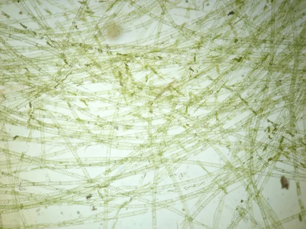 Algae single cell Stock Photos, Royalty Free Algae single cell Images ...