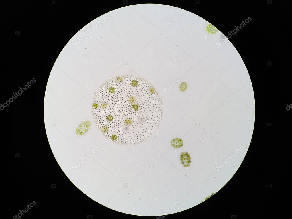 Volvox es un g nero polifil tico de algas verdes clorofitas o fitoplancton que viven en una ...