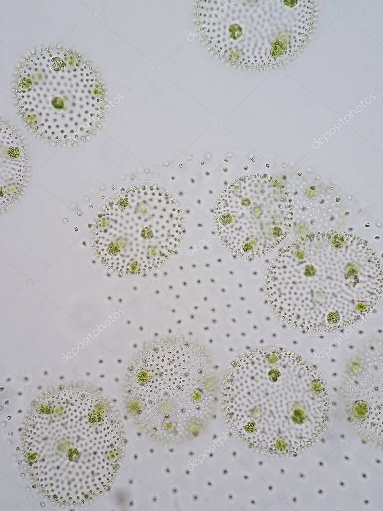 Volvox es un género polifilético de algas verdes clorofitas o ...