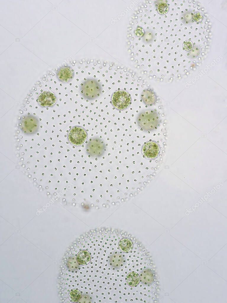 Volvox es un género polifilético de algas verdes clorofitas o ...