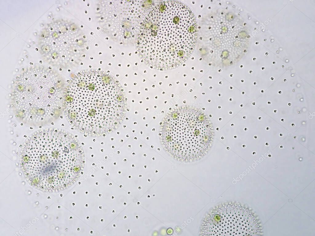 Volvox es un género polifilético de algas verdes clorofitas o ...