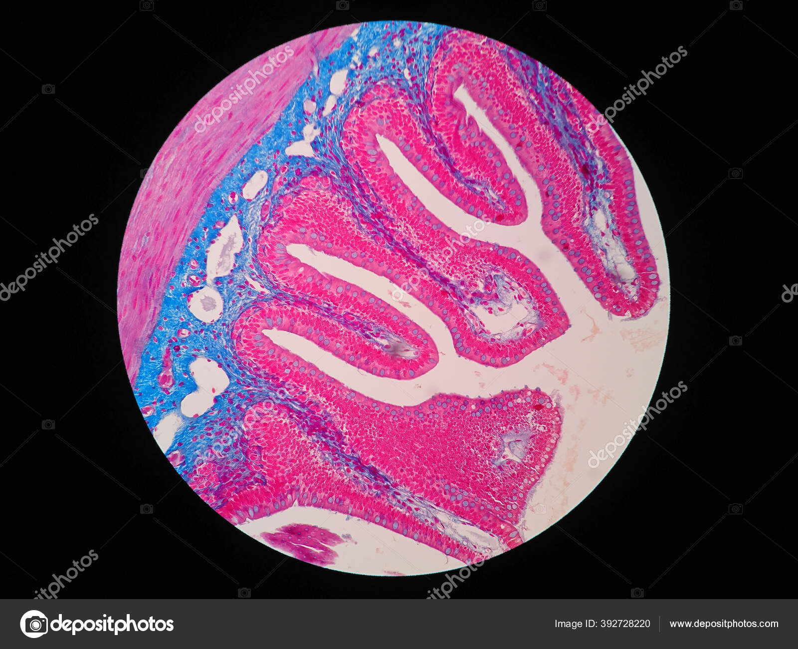 Histology Human Intestine Tissue Microscope View — Stock Photo ...
