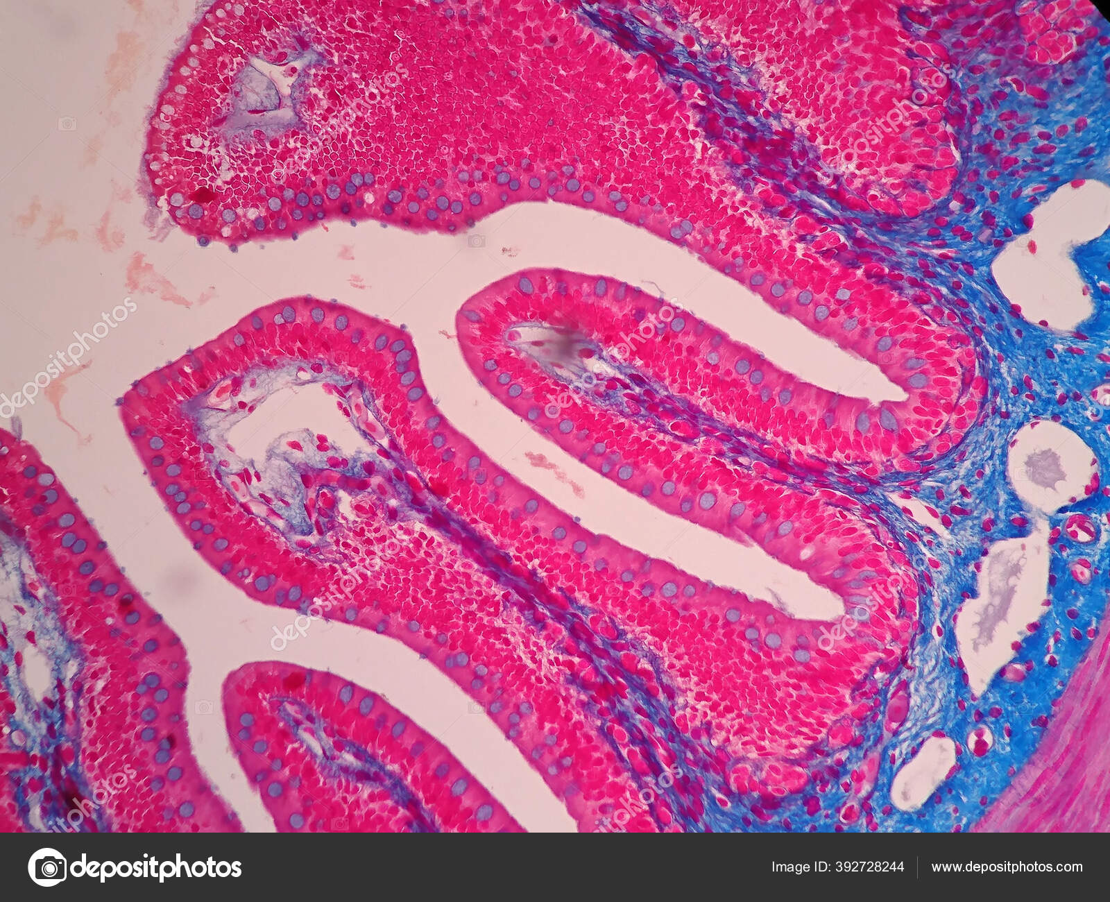 Histology Human Intestine Tissue Microscope View — Stock Photo ...