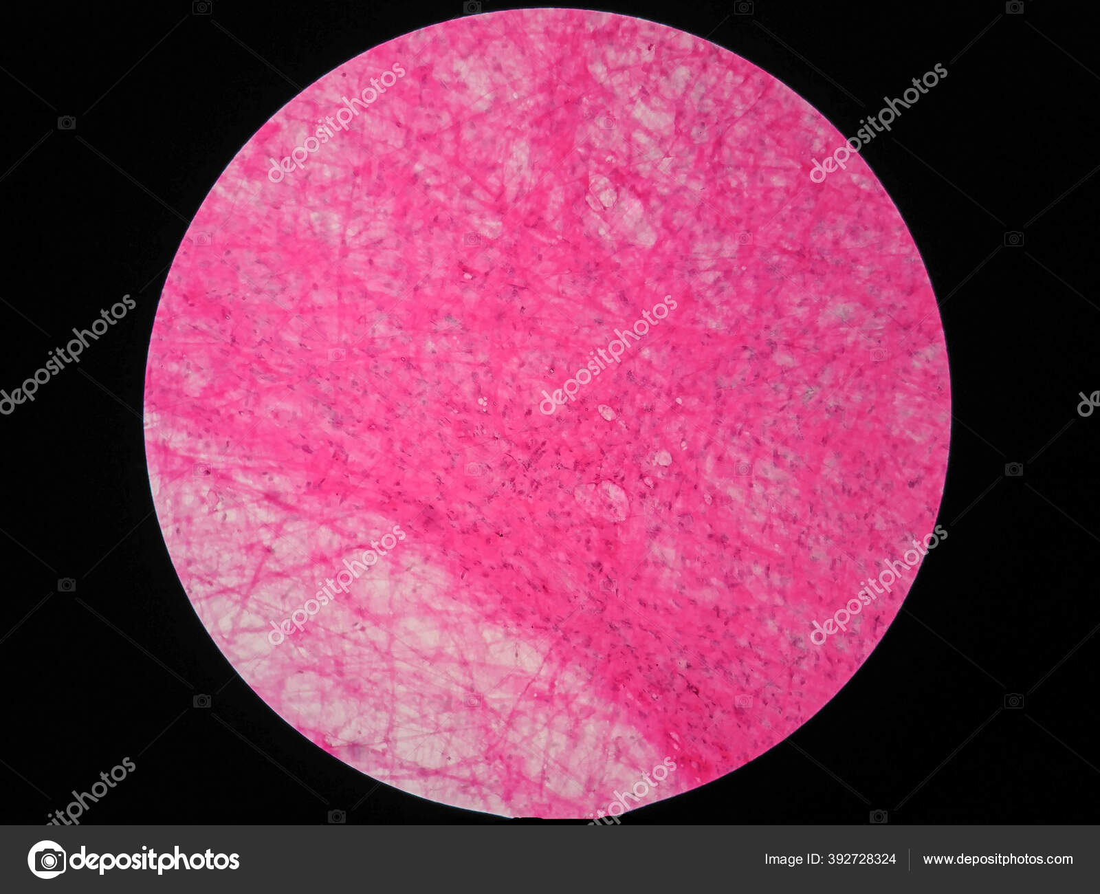 Areolar Tissue