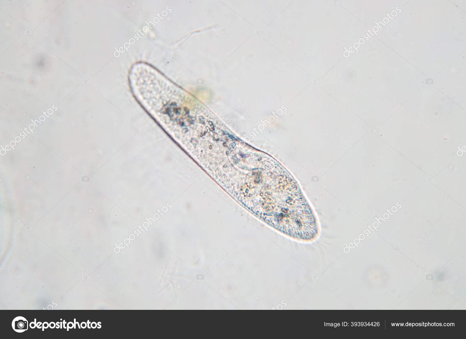 Paramecium Caudatum Under A Microscope 400x