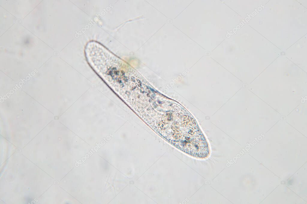 Protozoos Bajo El Microscopio Bacterias O Protozoos Observados Bajo Un