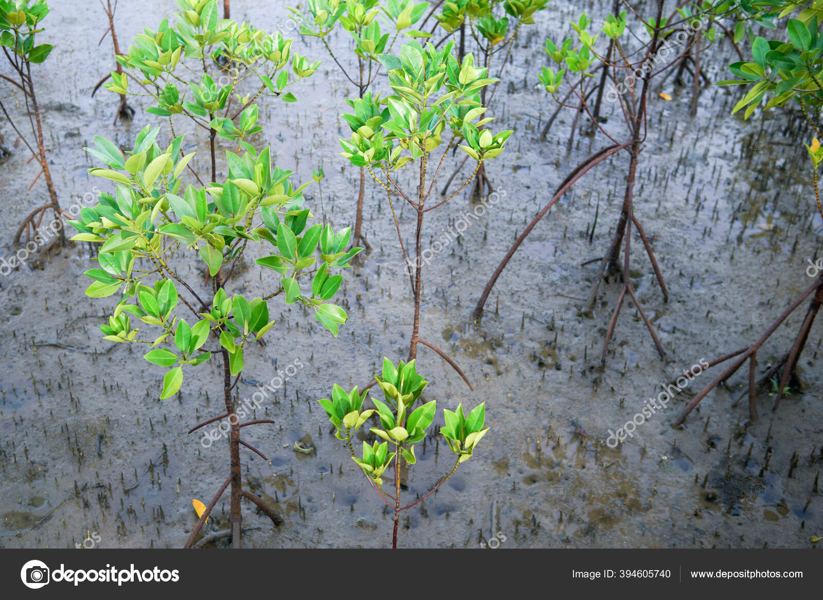 Red Mangrove Tree