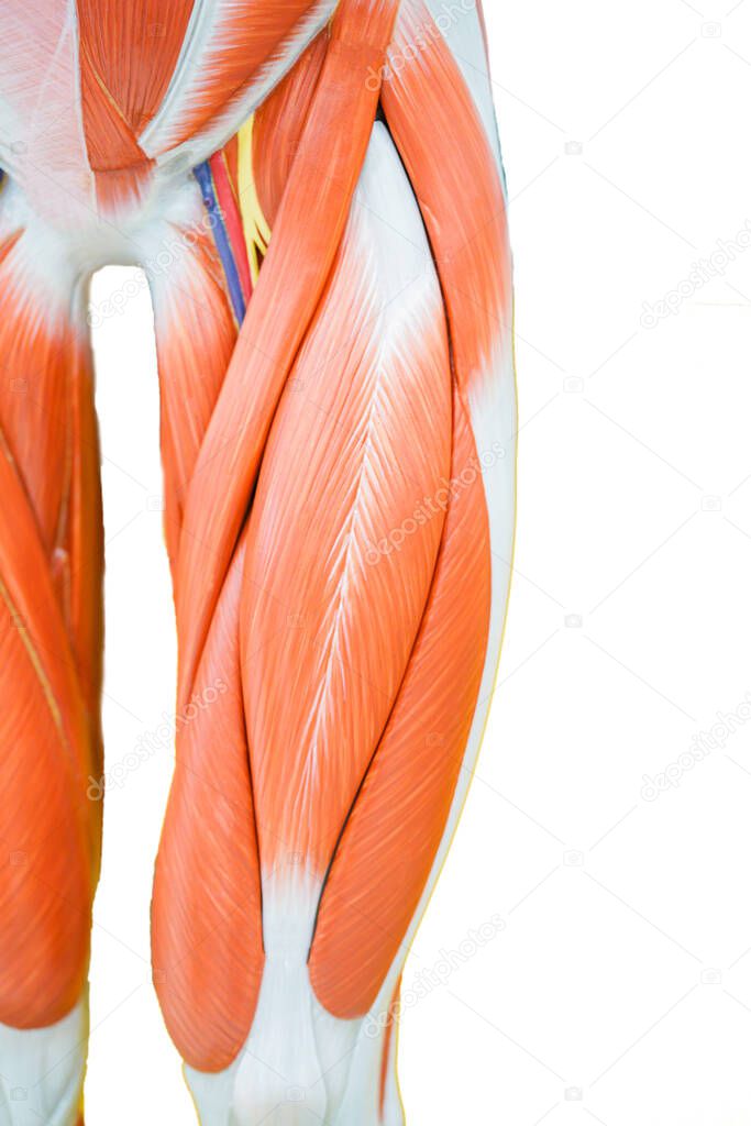 Anatomía muscular del muslo humano para la educación. 2023
