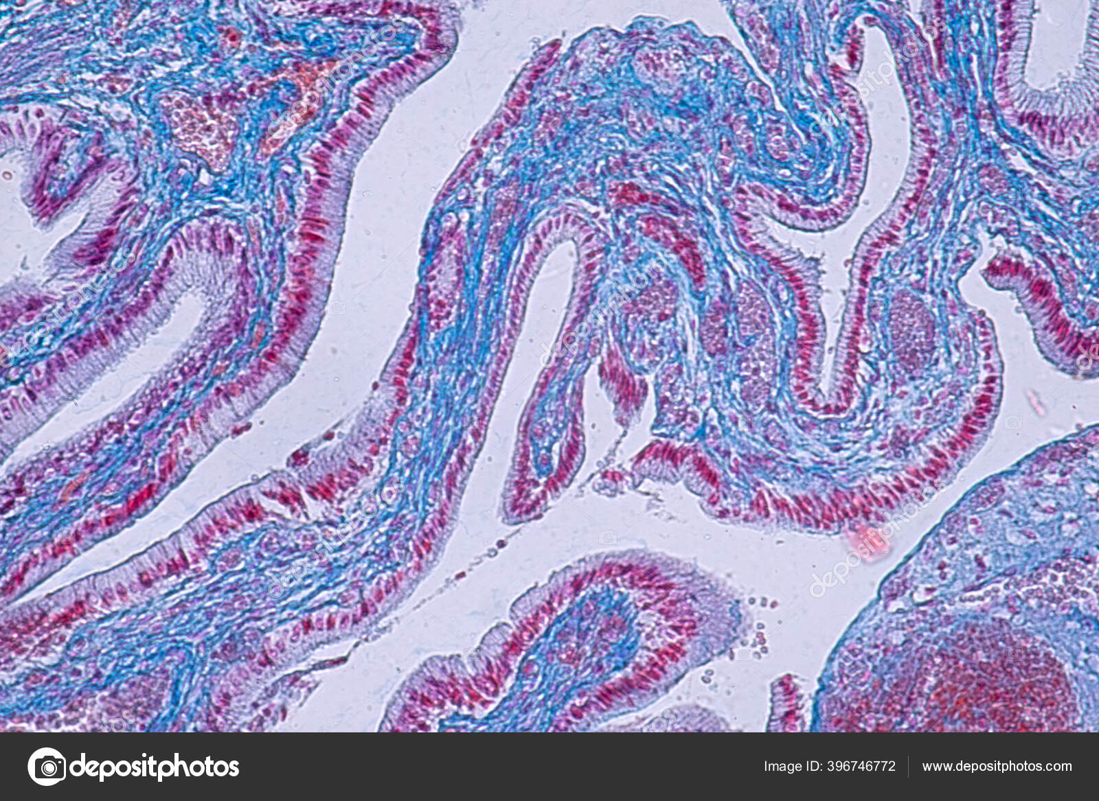 Colon Histology Cross Section