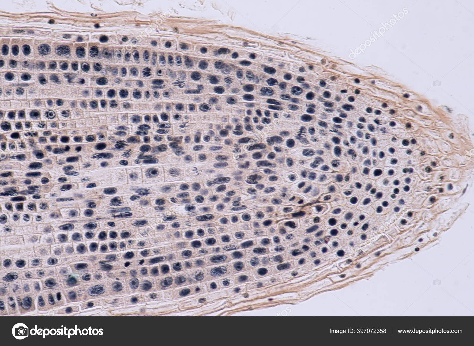 Root Tip Onion Mitosis Cell Root Tip Education Stock Photo by ...