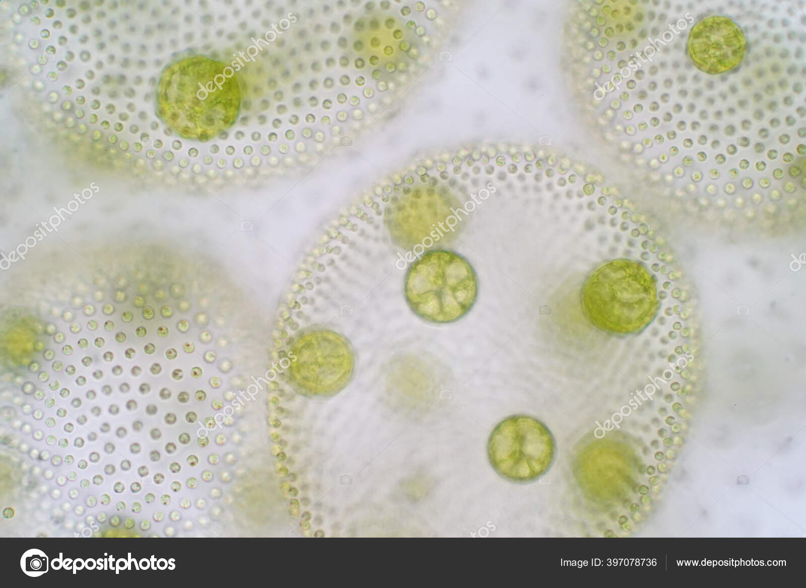 Volvox Polyphyletic Genus Chlorophyte Green Algae Phytoplankton Live ... Volvox Polyphyletic Genus Chlorophyte Green Algae Phytoplankton Live ...