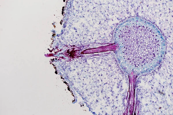Root cross section Images - Search Images on Everypixel