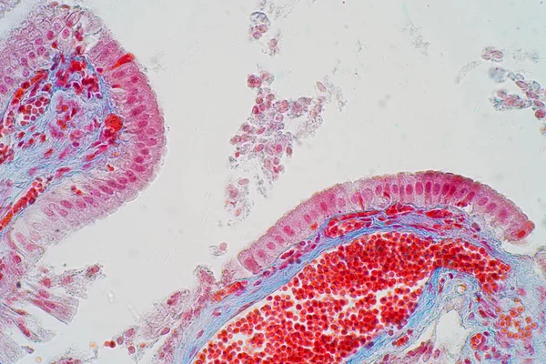 simple columnar epithelium is a columnar epithelium that is uni-layered ...