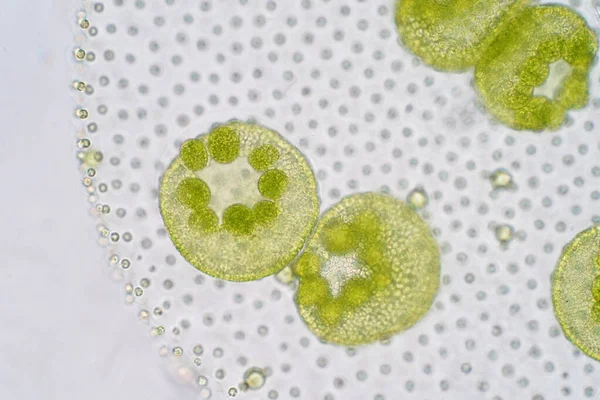 Algas multicelulares fotos de stock, imágenes de Algas multicelulares ...