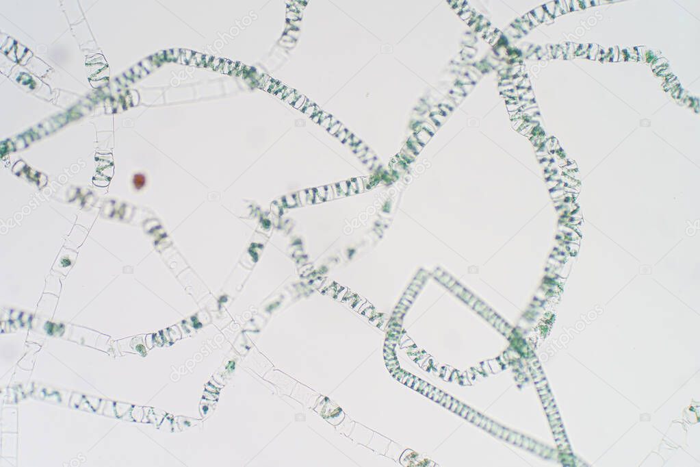 Spirogyra es un género de algas filamentosas de color verde charófito ...