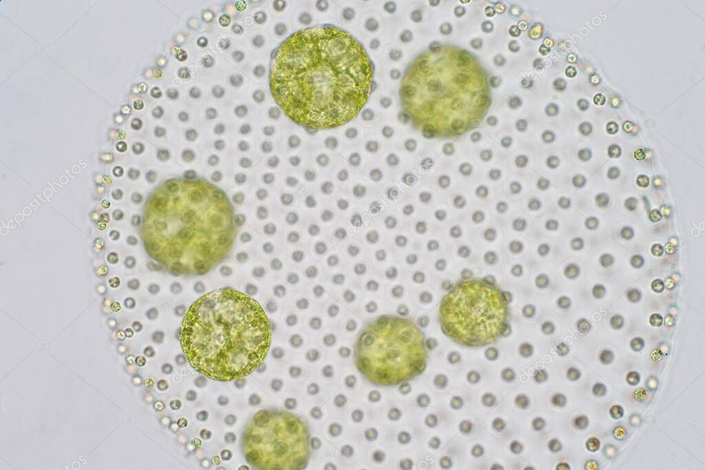 Volvox es un género polifilético de algas verdes clorofitas o ...