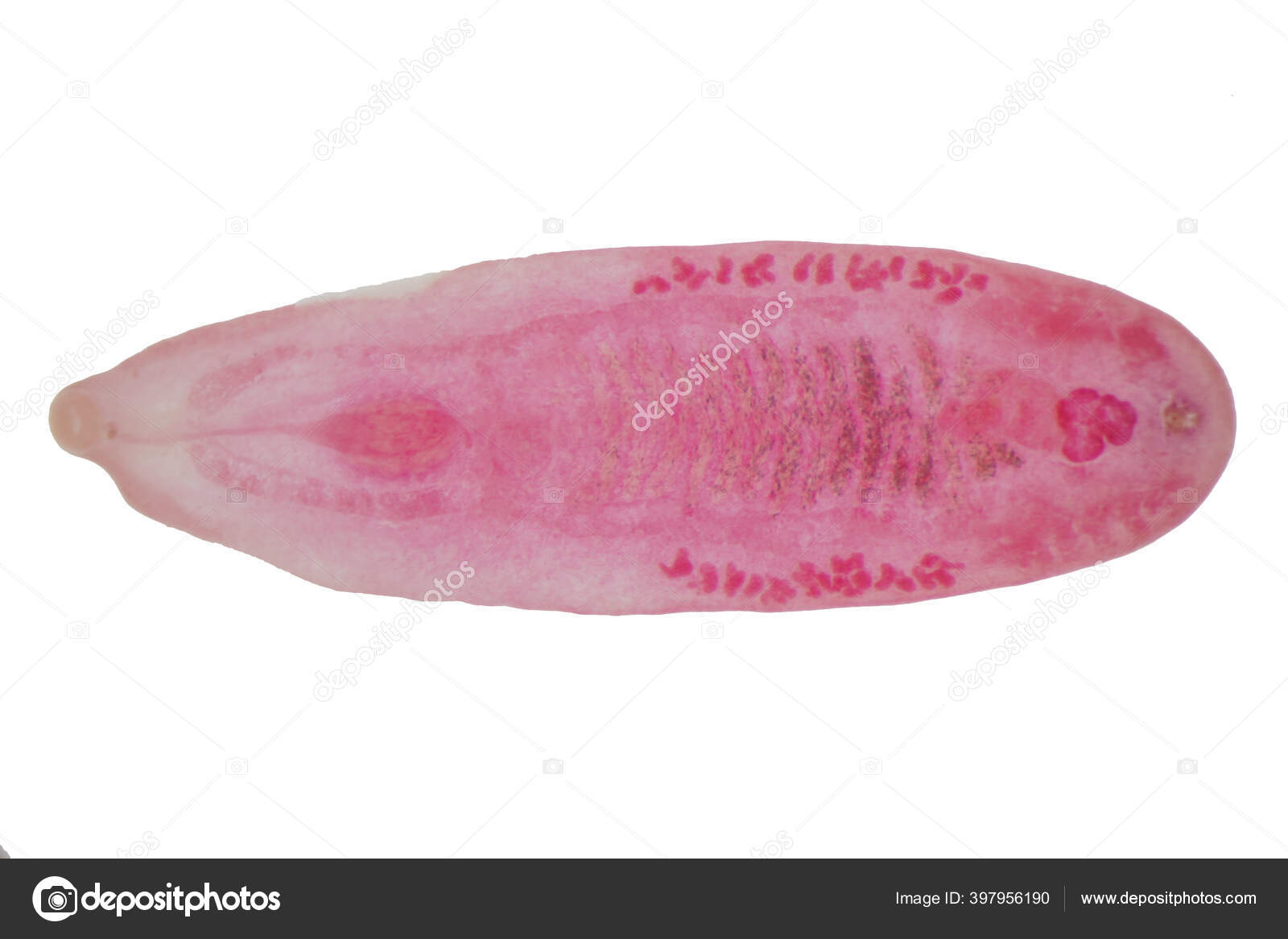 Platyhelminthes Fluke