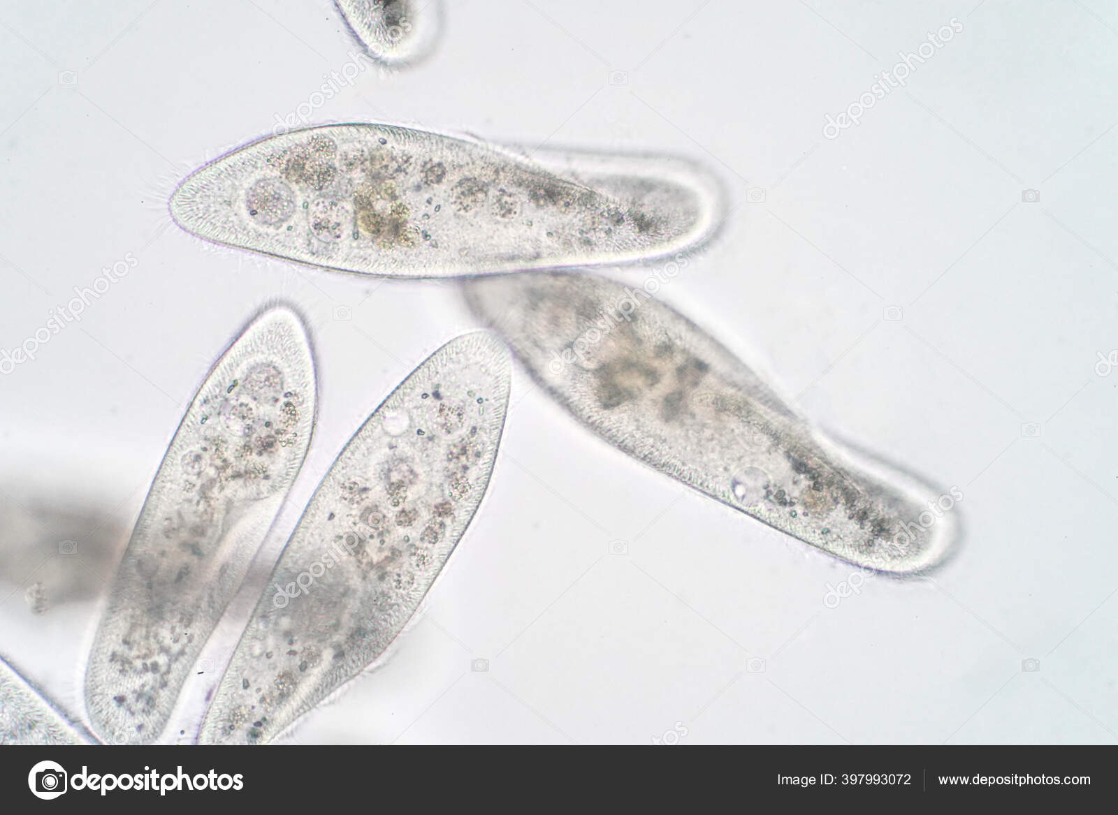 Paramecium Under Microscope 400x