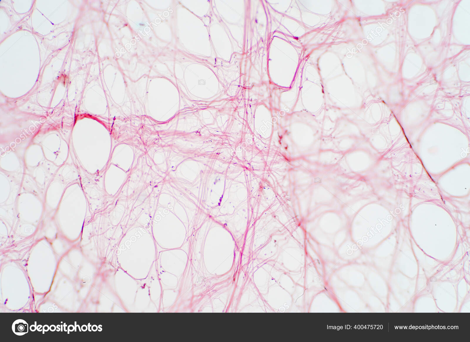 Areolar Connective Tissue Microscope View Histological Human Physiology ...