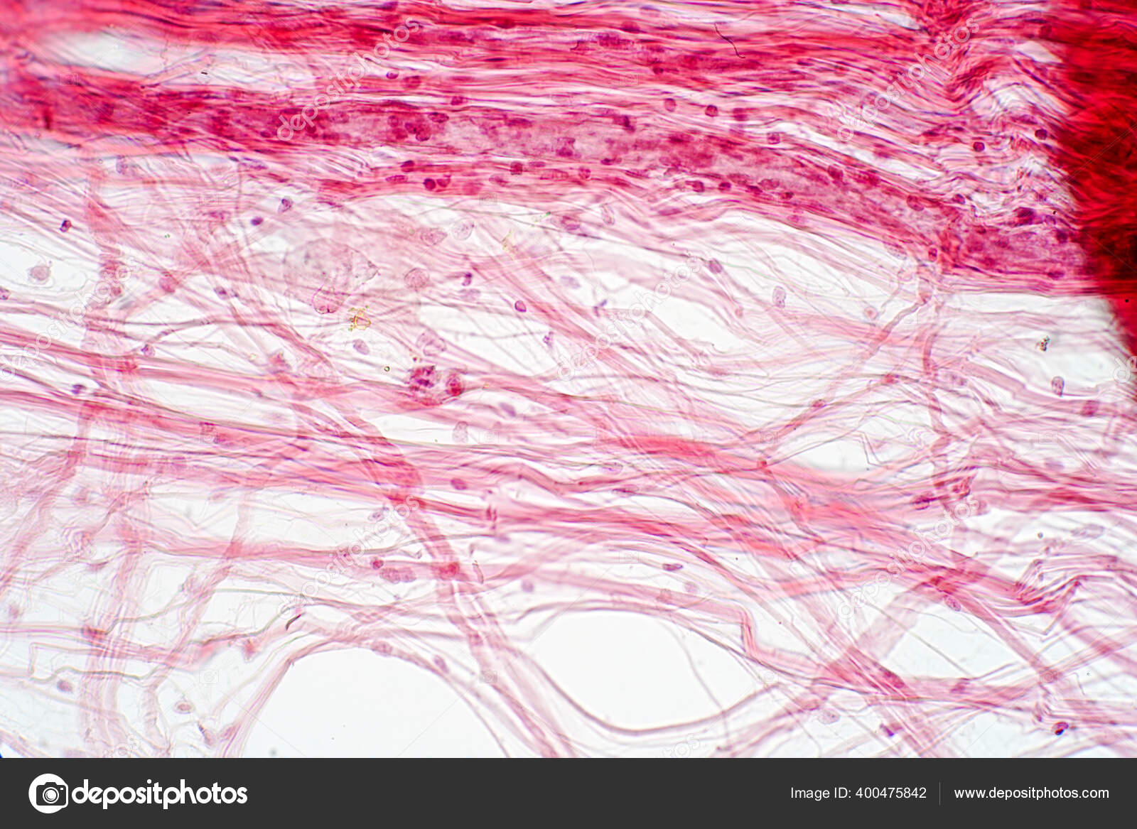 Areolar Connective Tissue Slide