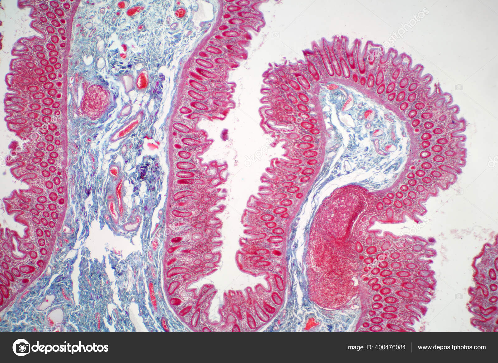 Large Intestine Microscope