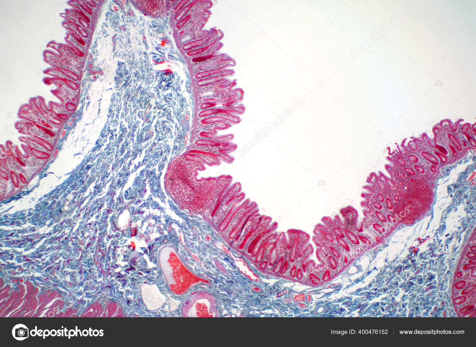 Small Intestine Histology Diagram