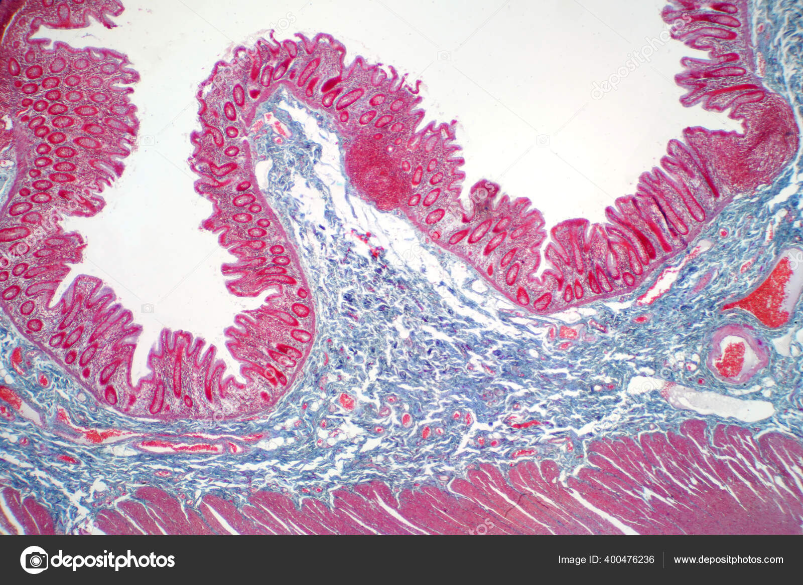 Large Intestine Microscope
