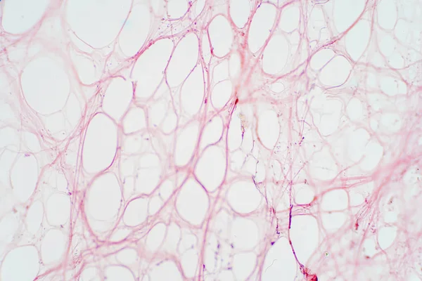 Loose Areolar Tissue