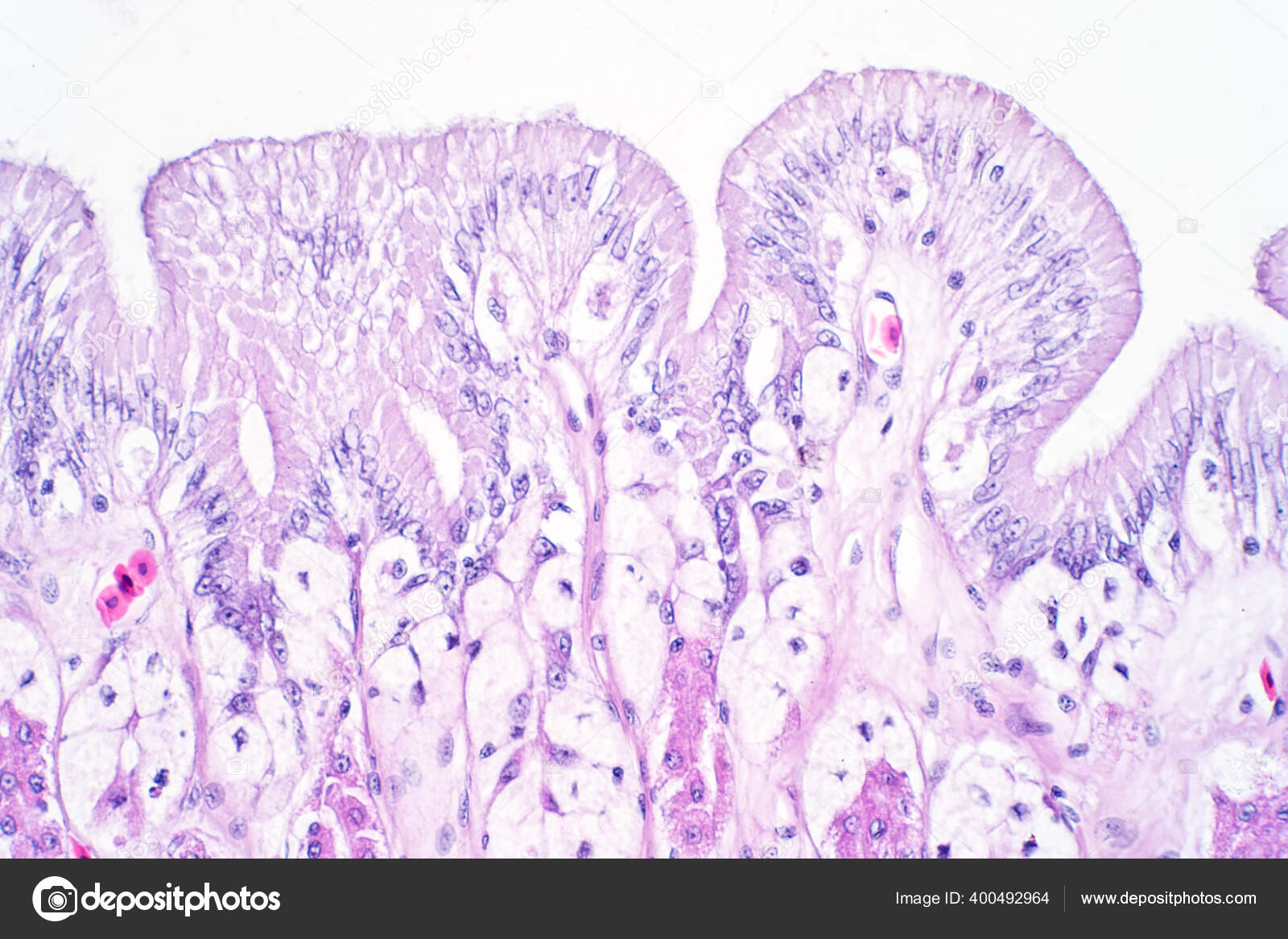 Large Intestine Microscope