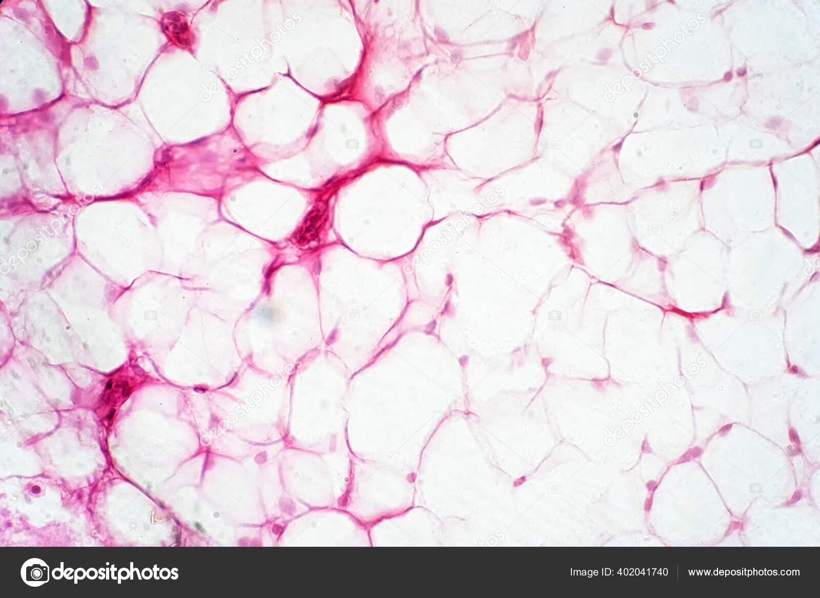 Tecido Adiposo Sob Microscopio