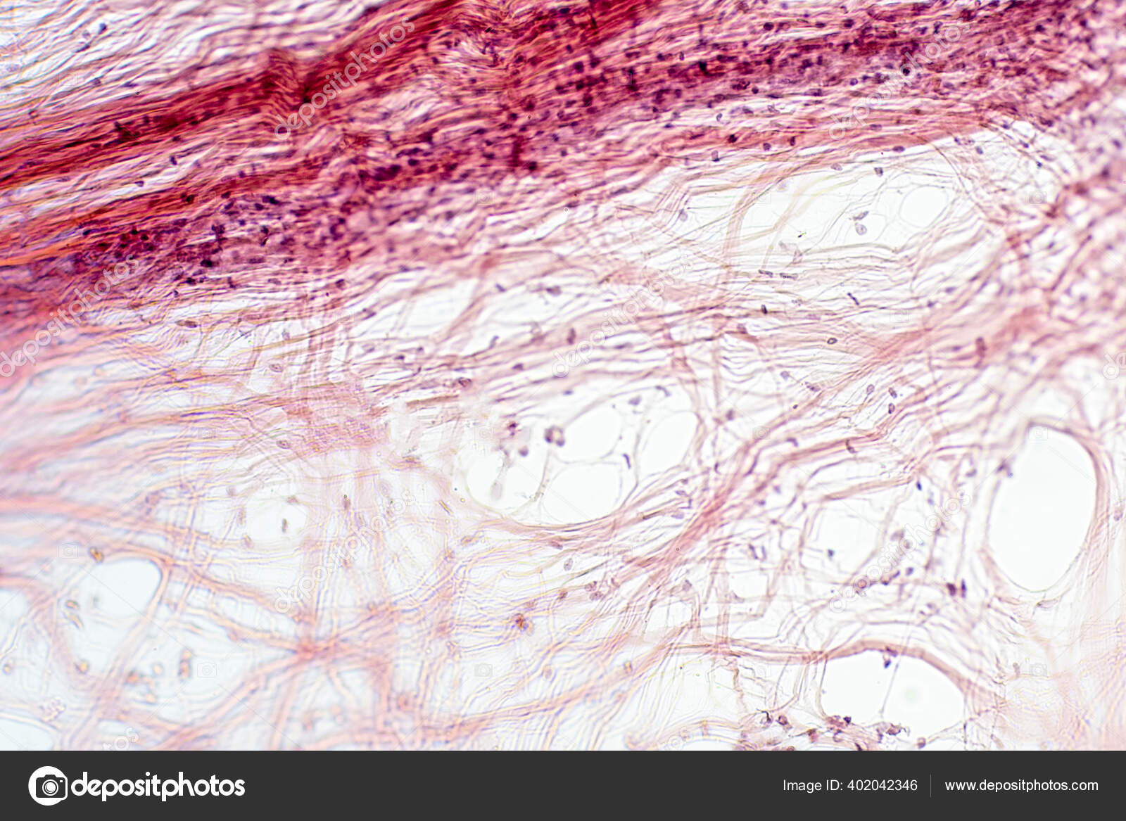 Areolar Connective Tissue Microscope View Histological Human Physiology ...
