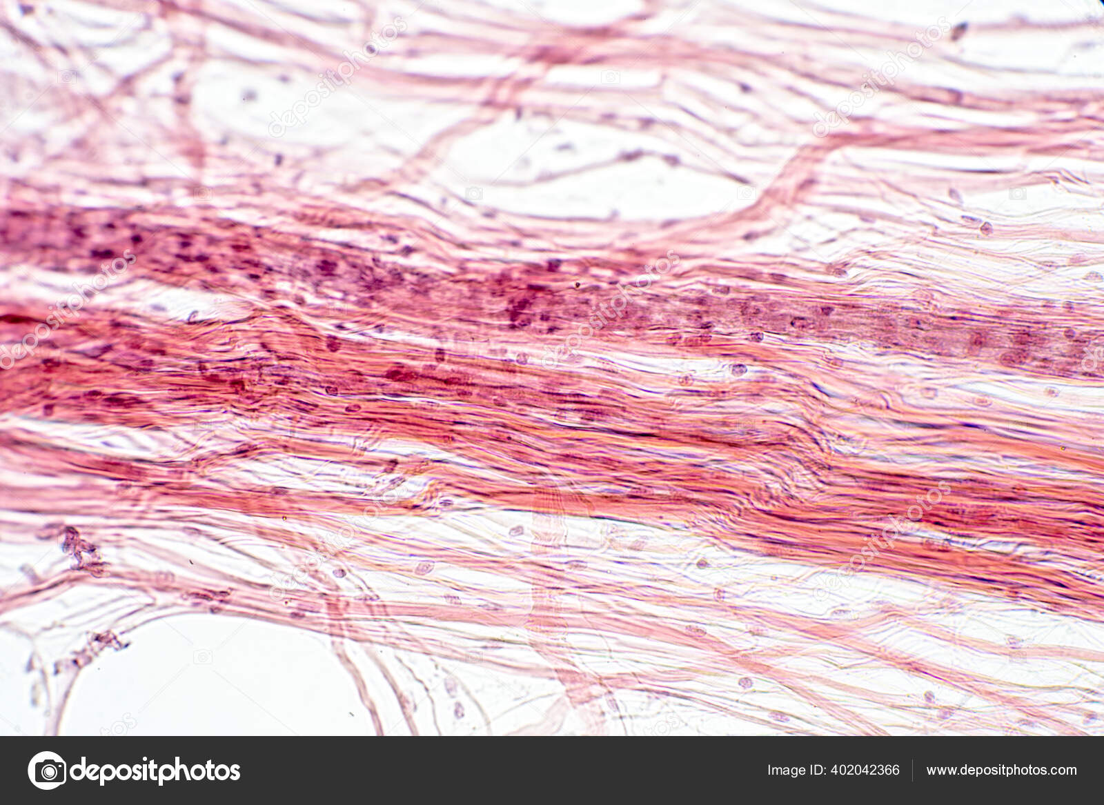 Areolar Connective Tissue Microscope View Histological Human Physiology ...