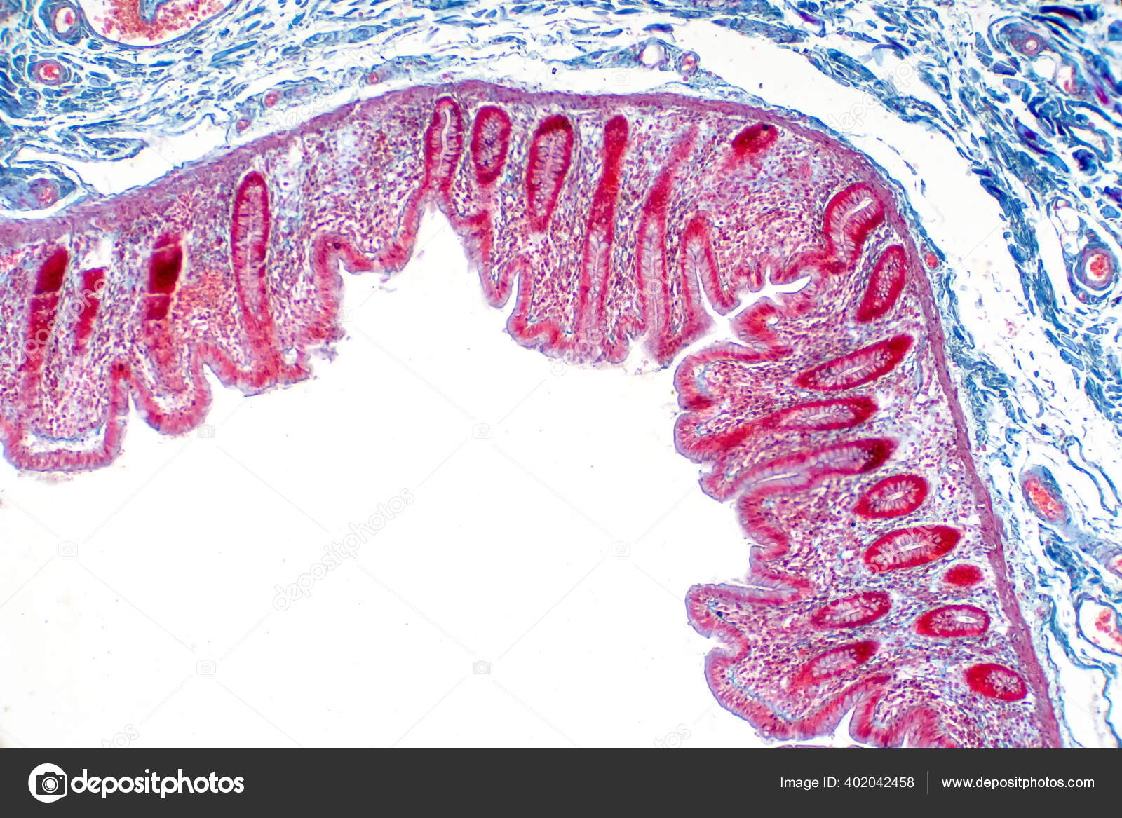 Human Large Intestine Tissue Microscope View Histological Human ...