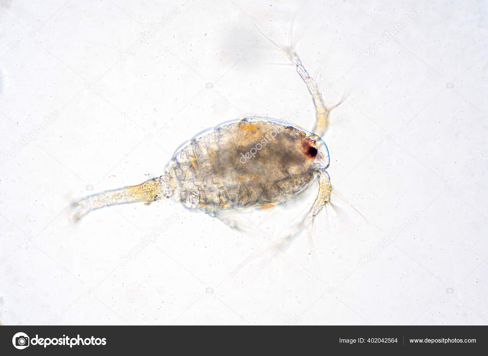 Marine Zooplankton