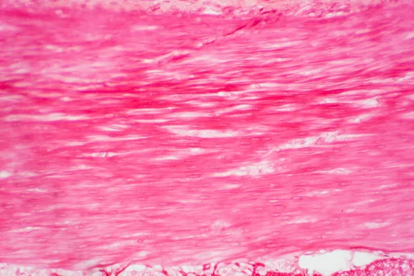 Histology Human Smooth Muscle Microscope View Education Human Tissue ...