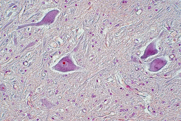 Doorsnede Van Het Ruggenmerg Onder Microscoop Histologisch Voor ...