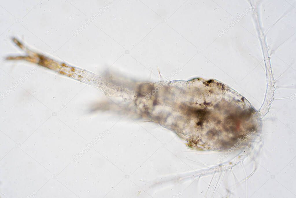 Los copépodos (Zooplancton) son un grupo de pequeños crustáceos que se ...