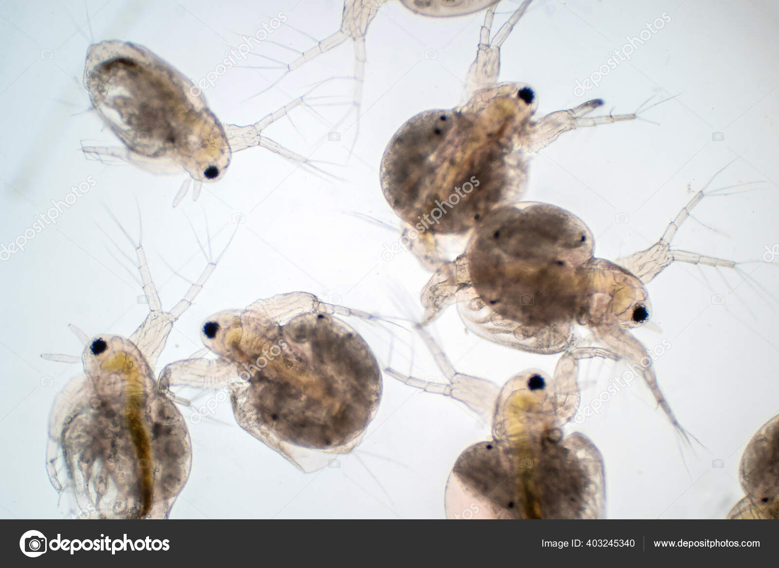 Water Flea Daphnia Magna Small Planktonic Crustacean Microscope View ...