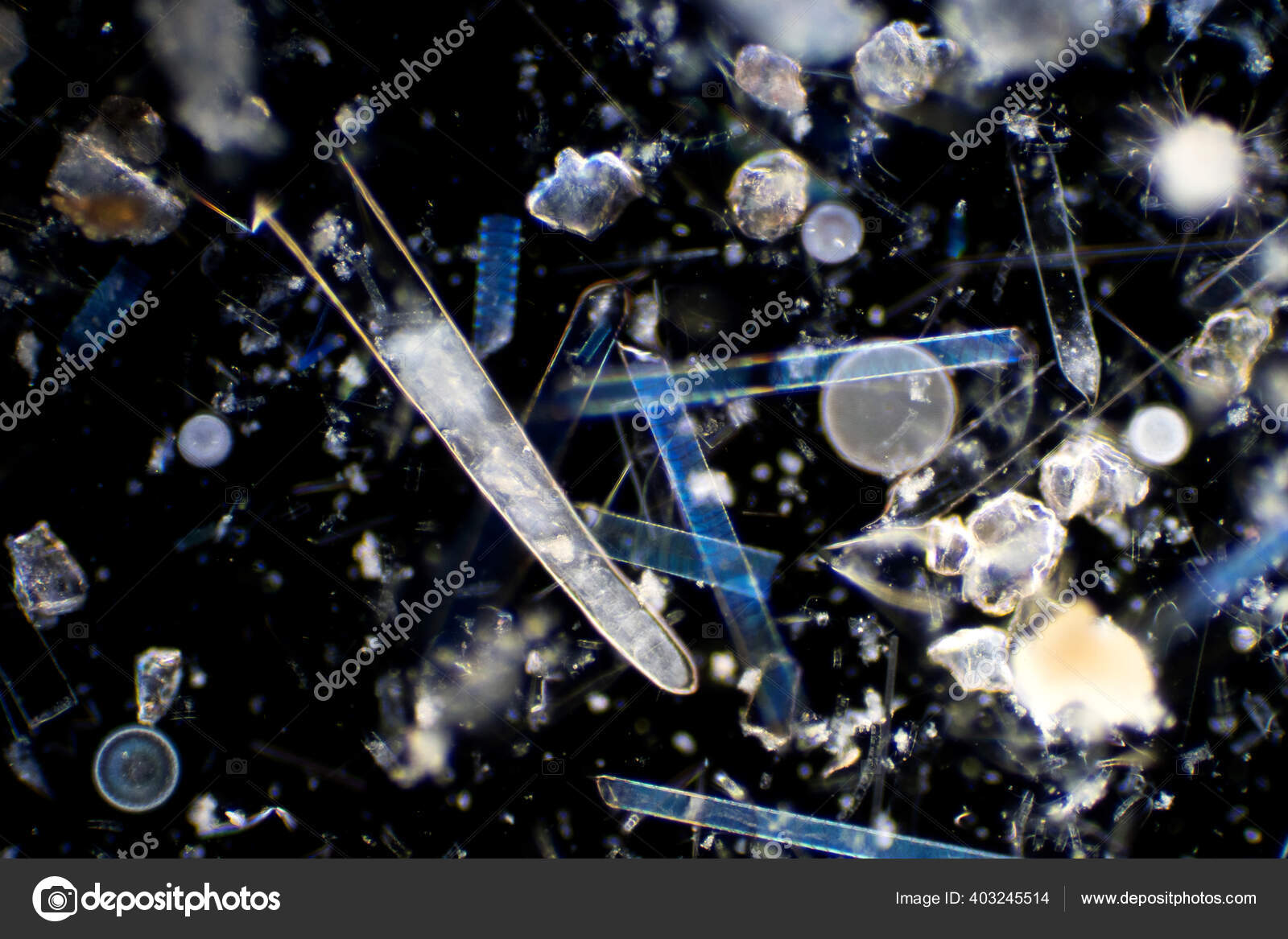 Marine Diatoms Under Microscope