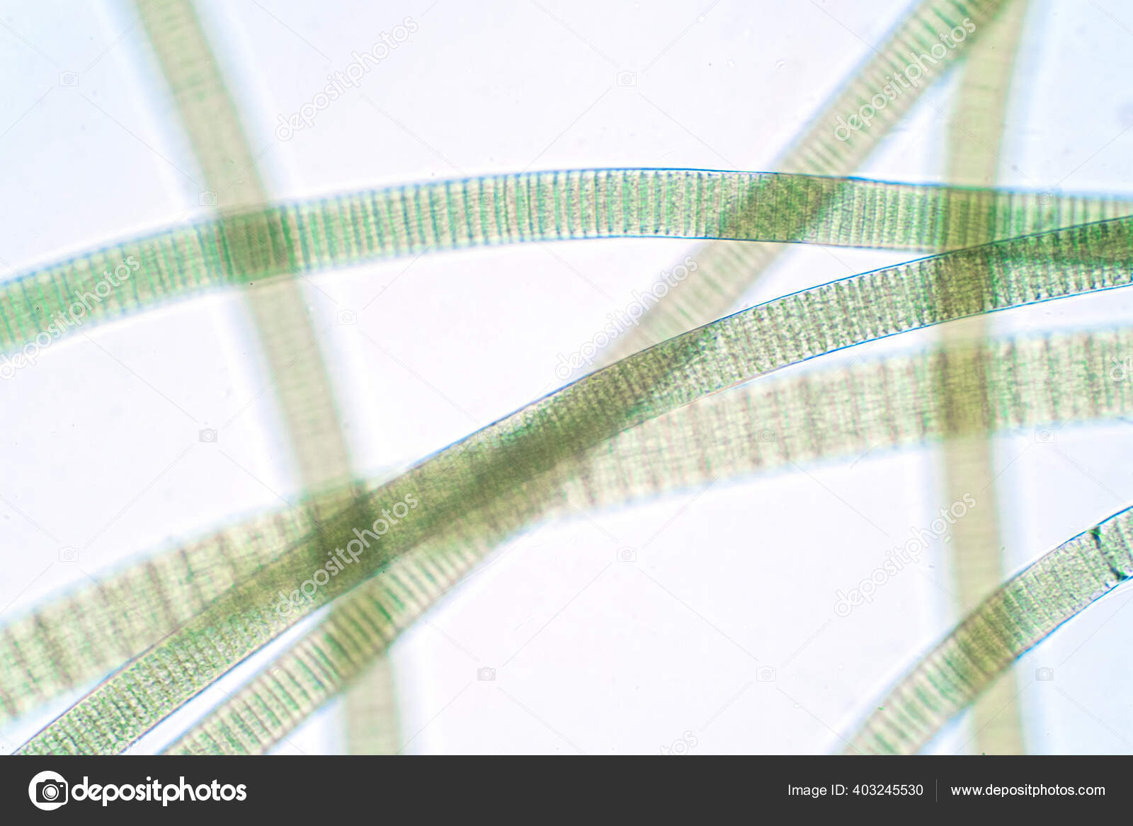 Cyanobacteria Under Microscope