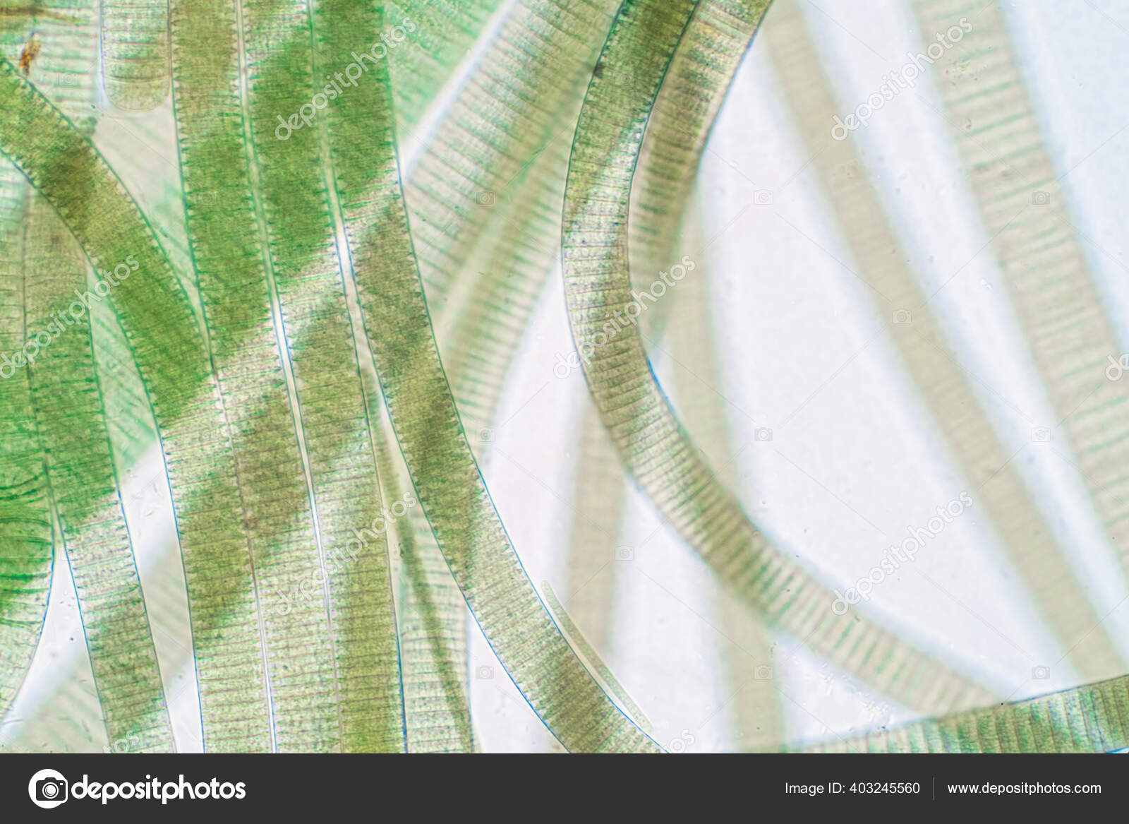 Oscillatoria Under Microscope