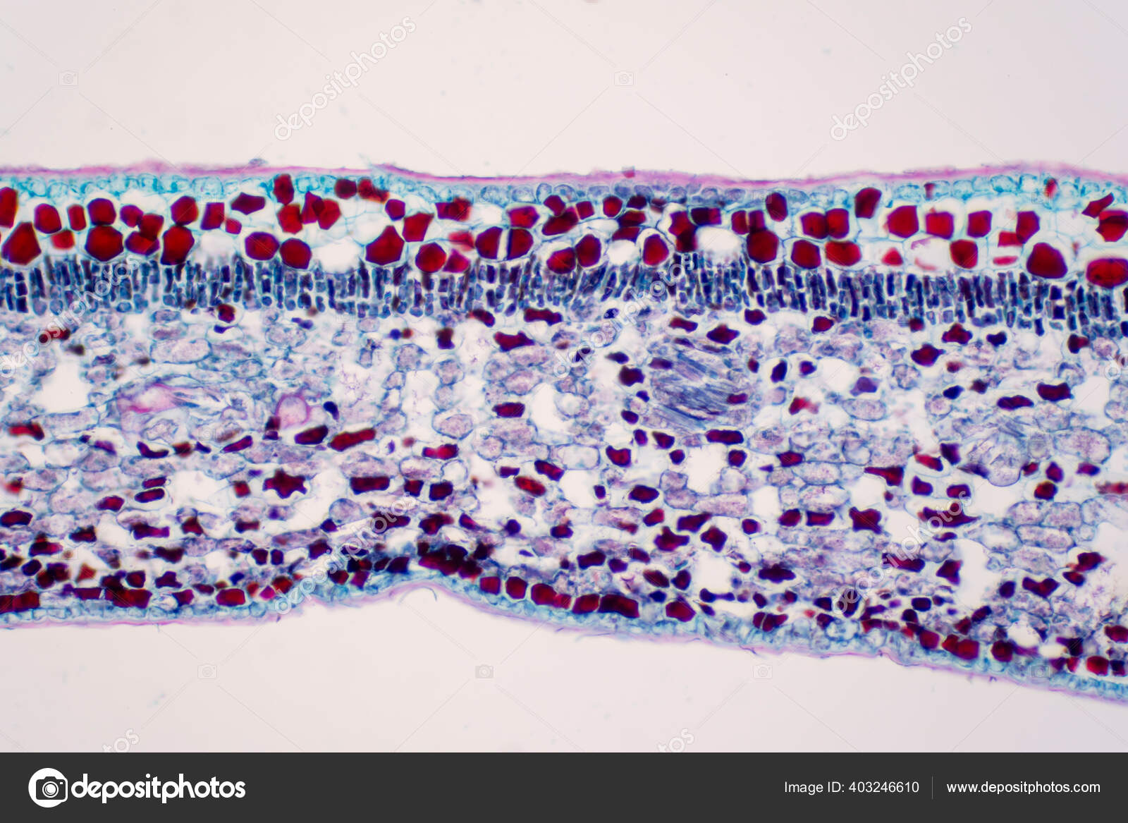 Cross Section Leaf Plant Microscope View Education — Stock Photo ...